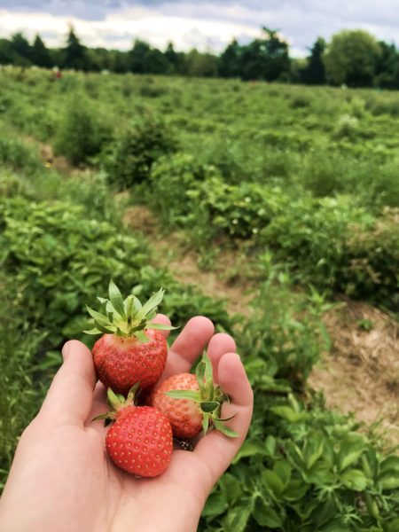 Tout ce qu’il faut savoir pour réussir sa cueillette – les Apparences