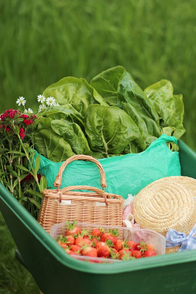 Tout ce qu’il faut savoir pour réussir sa cueillette – les Apparences